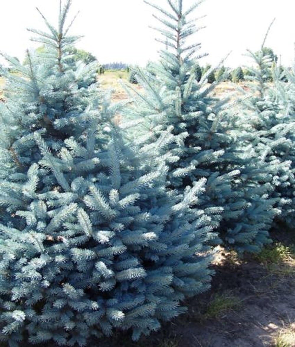 1X 2-3FT PICEA PUNGENS FAT ALBERT - RARE BLUE COLORADO SPRUCE TREE ...