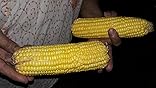 Fresh Sweet Corn - American, 2 Pieces Pack : Amazon.in: Grocery ...