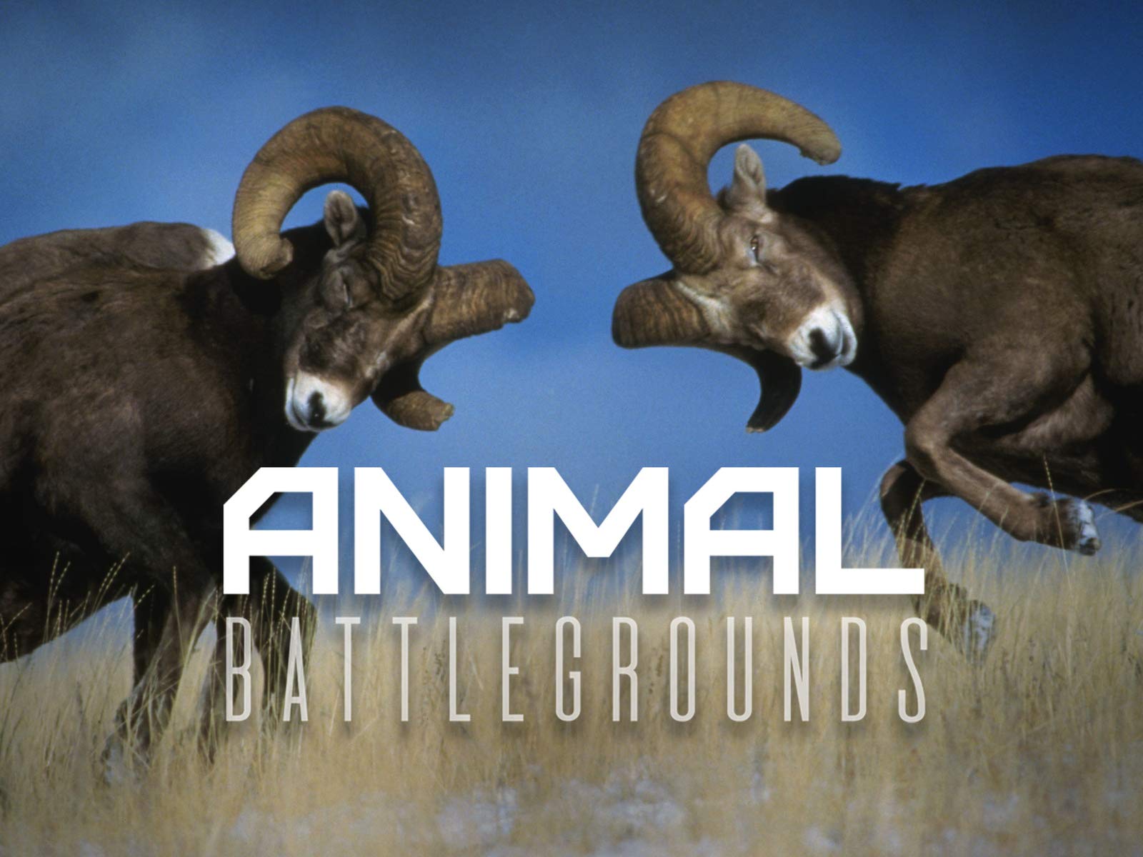 Watch Animal Battlegrounds - Season 1 | Prime Video