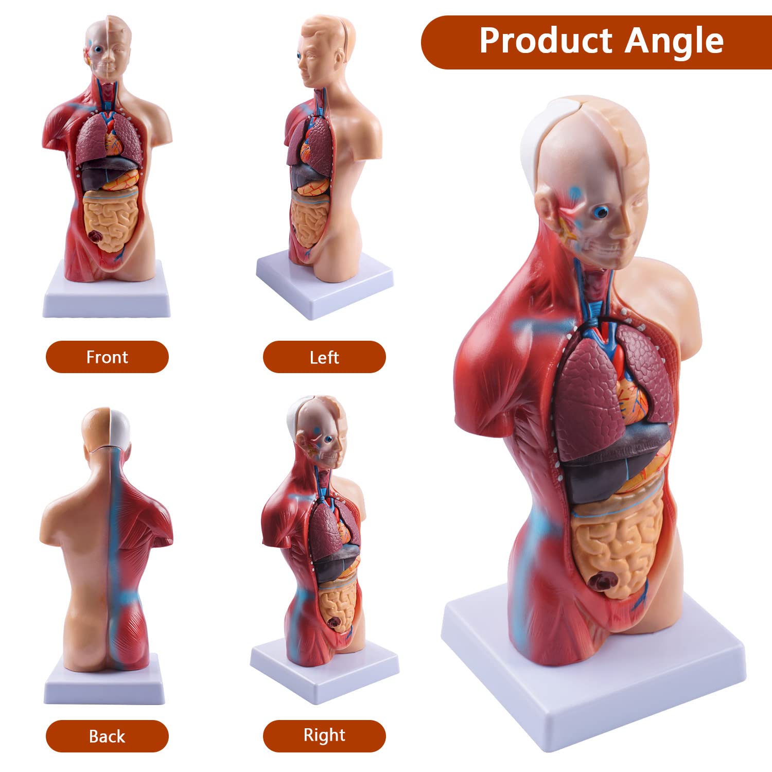 Mua breesky 10.5inch Medical Torso Human Body Model Anatomy Doll 15 ...