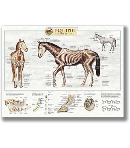 24 Horse Digestive System Diagram Wiring Diagram Info