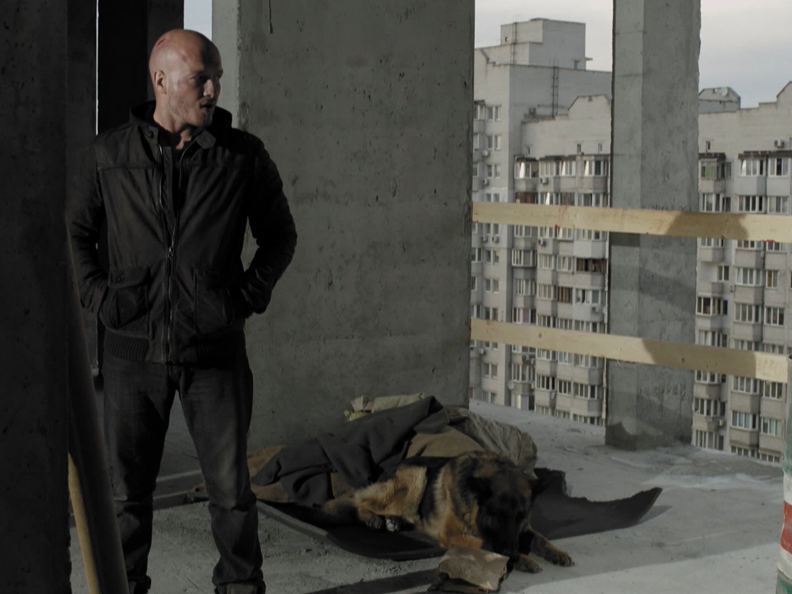 Watch The Dog | Prime Video