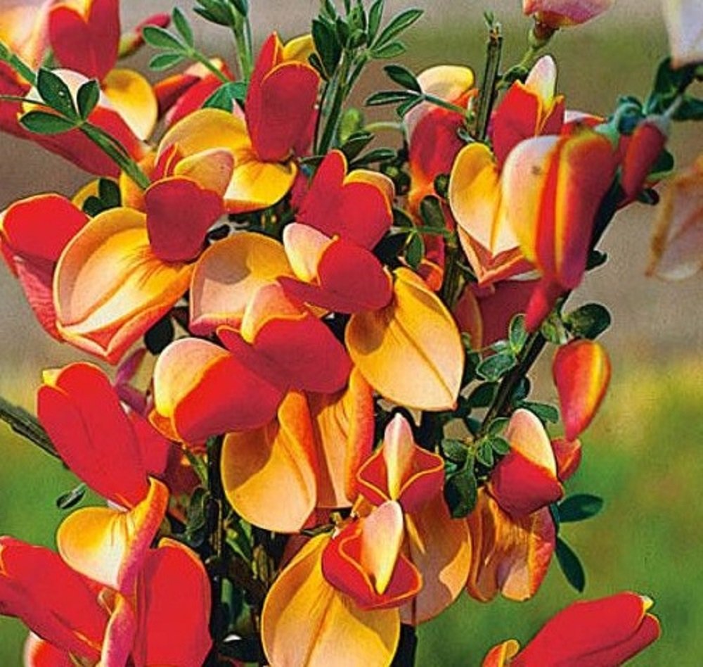 Cytisus Goldfinch Broom Shrub 3-4 FT Supplied in a 3 Litre Pot: Amazon ...