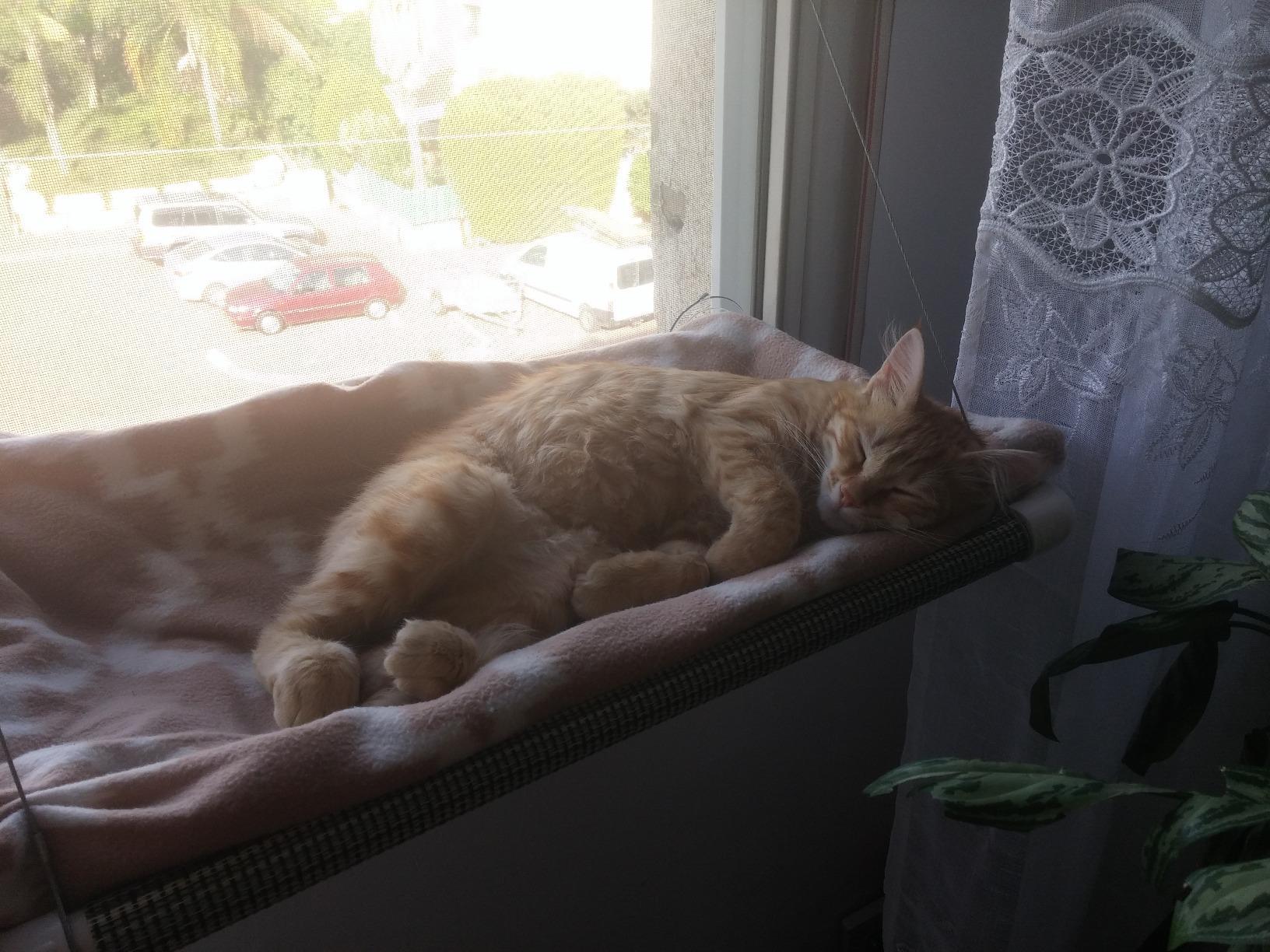 Pictures – Kitty Cot Original™