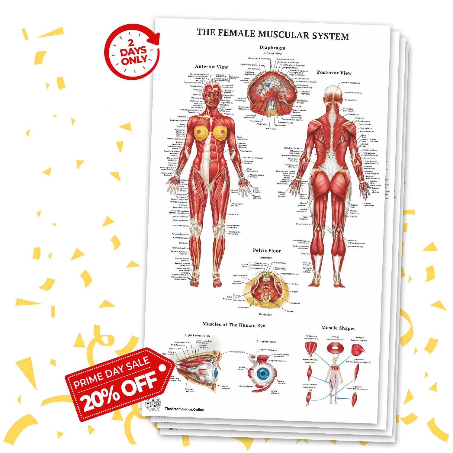 Mua 11 Human Anatomy Posters - Medical Posters, Skeletal, Male Female ...