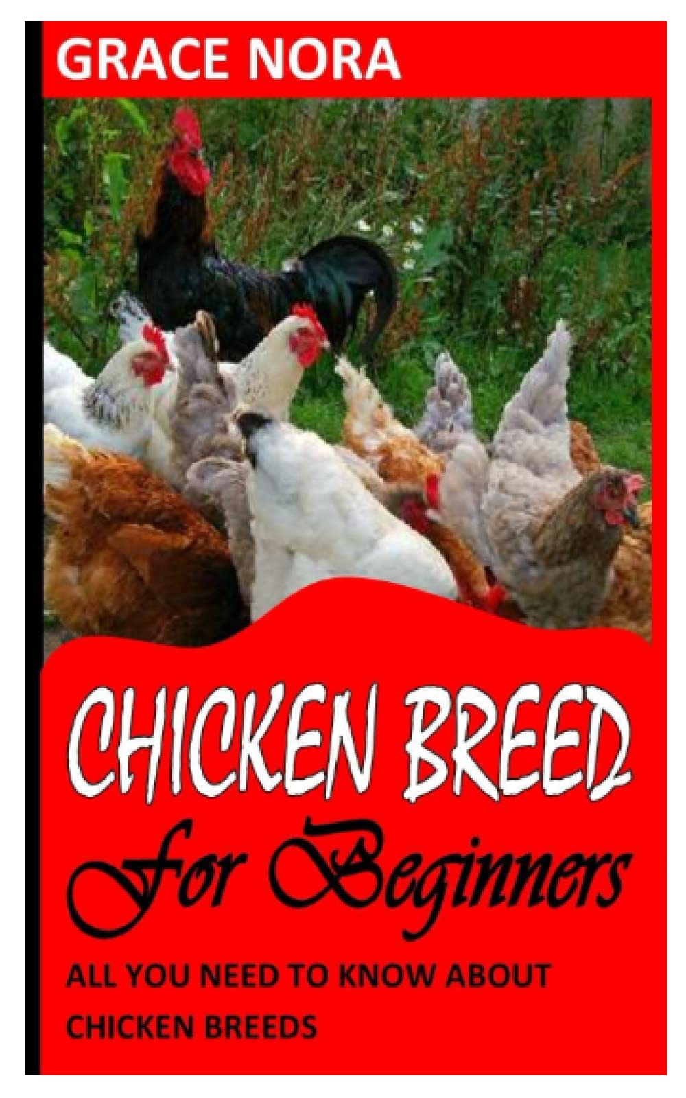 Mua Chicken Breed For Beginners All You Need To Know About Chicken