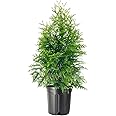 Amazon.com : Green Giant Arborvitae | 3 Large 3 Gallon Trees | Thuja ...