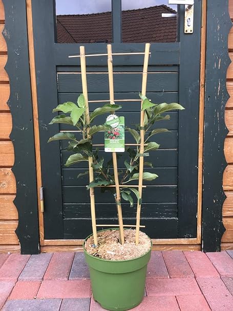 Rarität Säulenapfel U Form Spalier Apfelbaum Obstbaum Terrassenobst ...