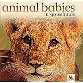 Animal Babies in Polar Lands: Jennifer Schofield: 9780753457559: Amazon ...