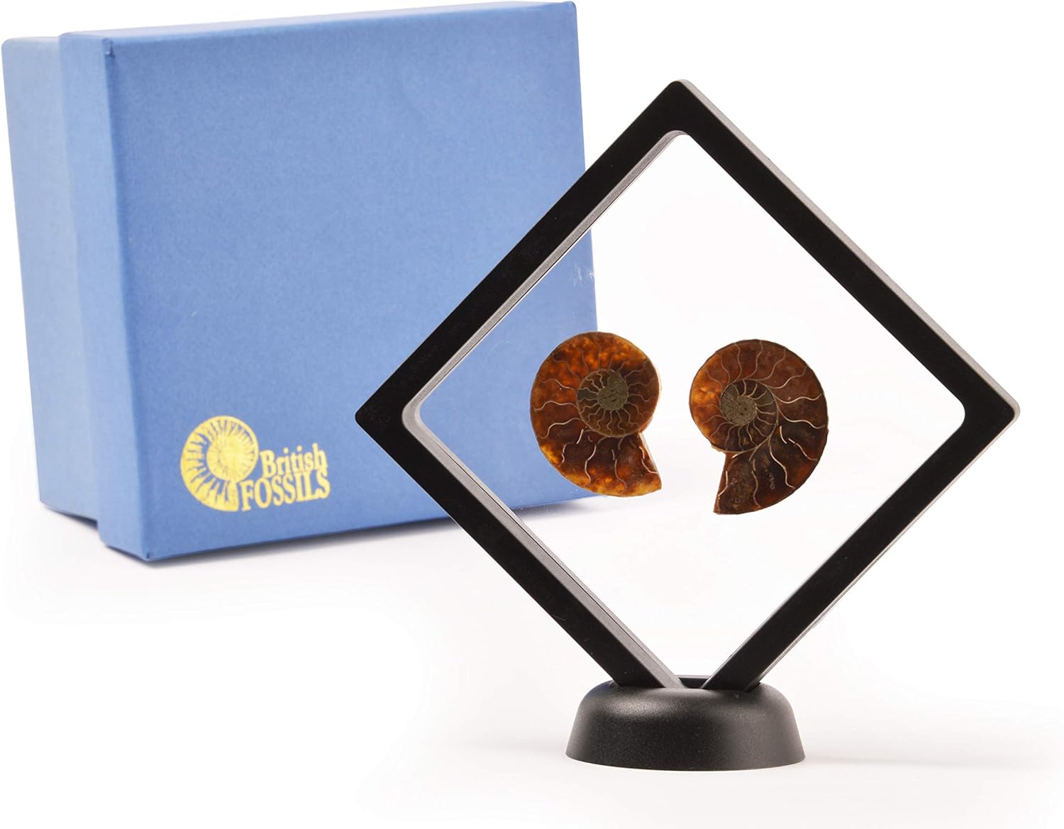 British Fossils Gift Boxed Genuine Cut and Polished Ammonite Pair in ...