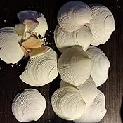 Amazon.com: PEPPERLONELY 12 PC Tiger Clam Sea Shells, 1-1/2 Inch ~ 3-1/ ...