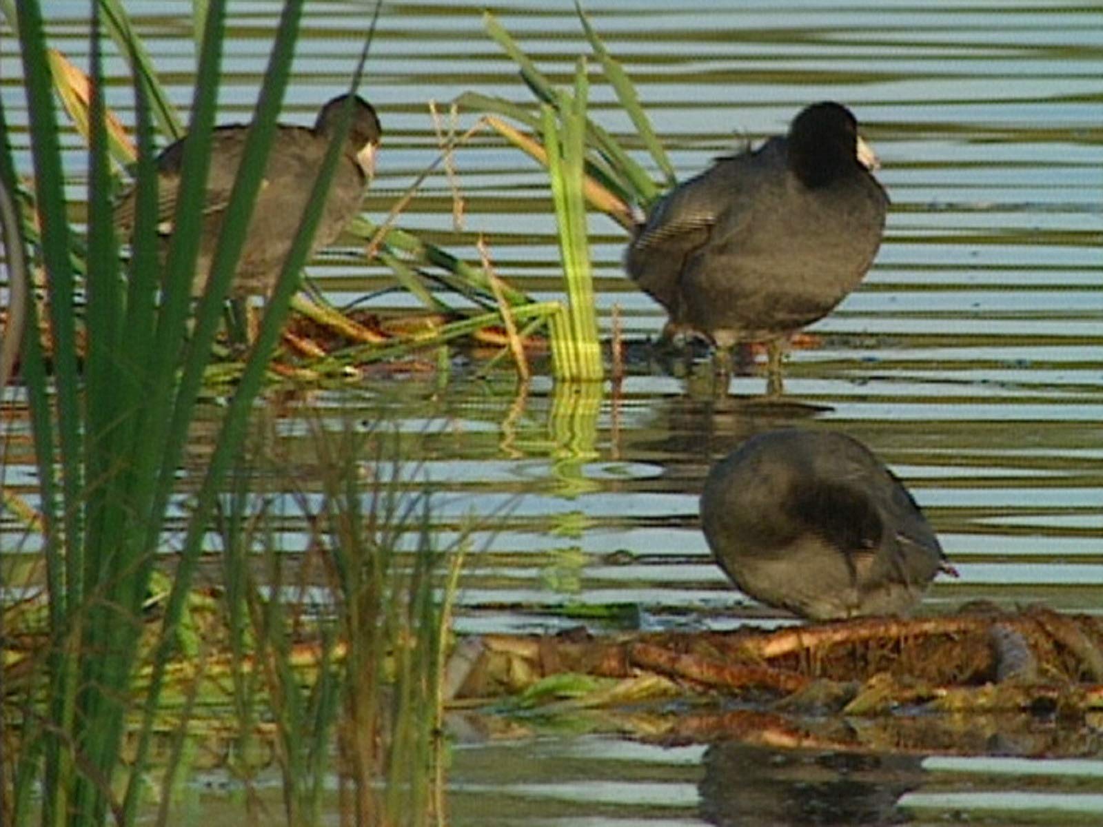 Watch Great Canadian Rivers | Prime Video