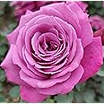 Amazon.com : Heirloom Lavender Rose Bush, Rose Bushes Ready to Plant, 2 ...