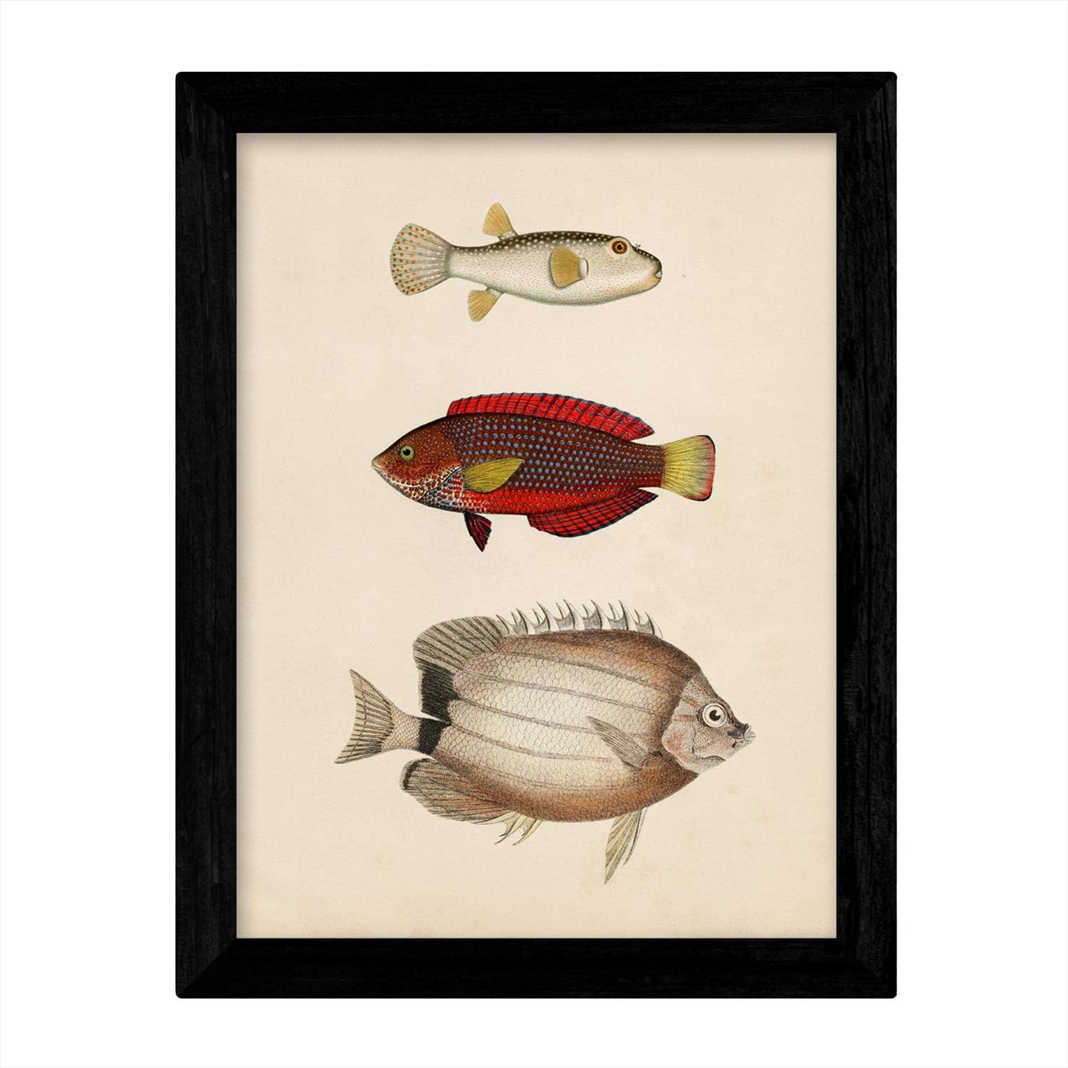 Nacnic Set 4 sheets of fish vintage colorful effect. Mahava ...