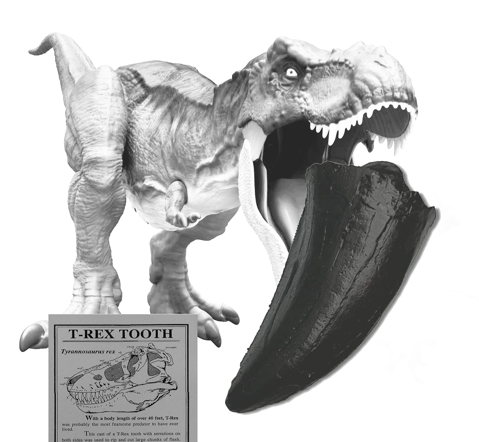 Mua SCIENCE Fossil Replica T-REX Tooth "T-Rex Tooth Fossil ...