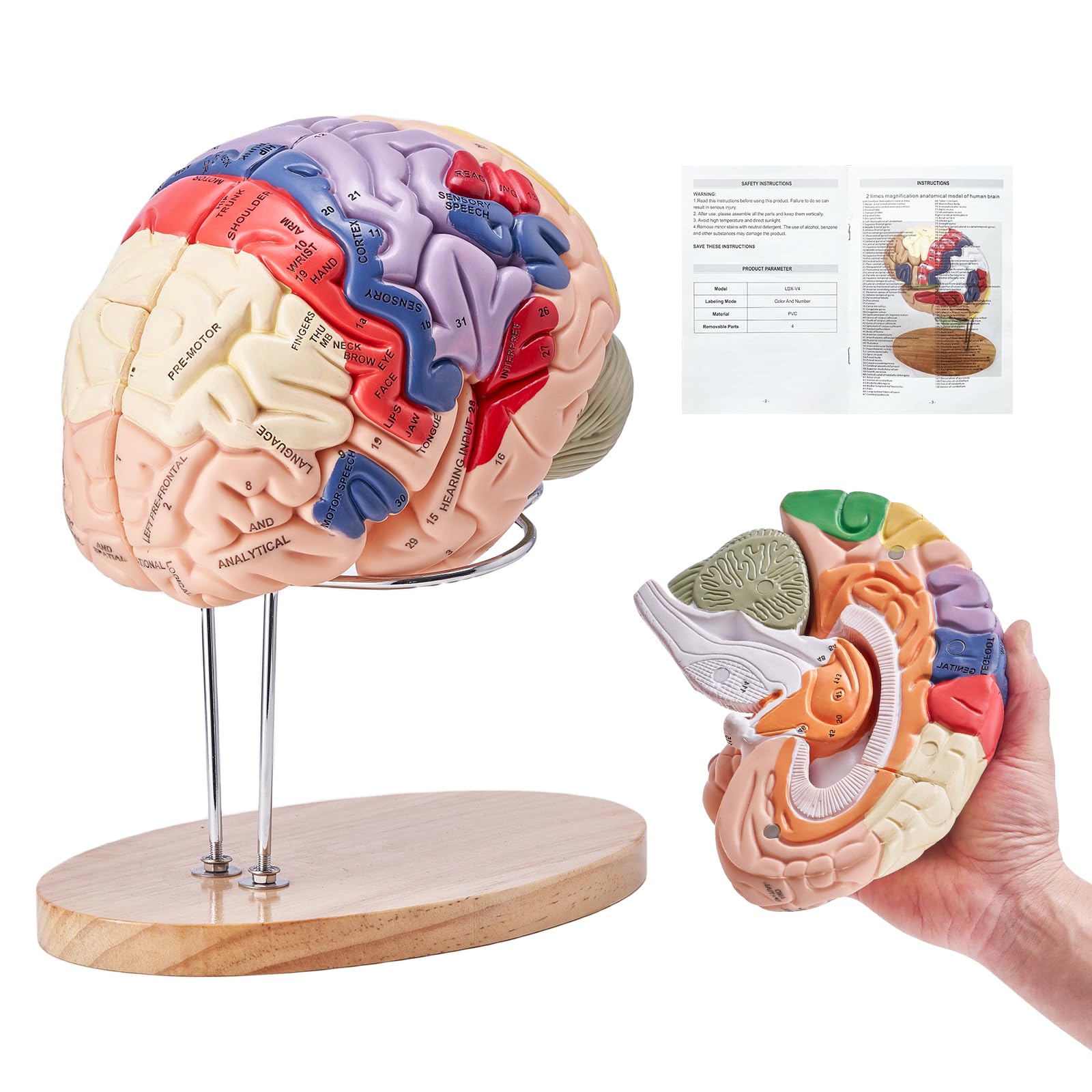 Mua VEVOR Human Brain Model Anatomy 9-Part Model of Brain w/Labels ...