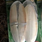 Amazon.com : (3 Pack) Living World Cuttlebone, Large, 6 Total ...
