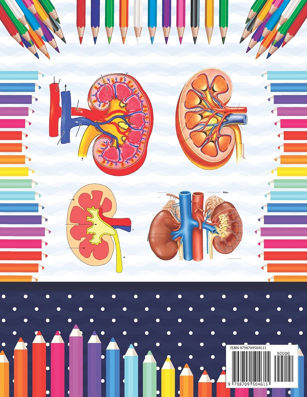 Mua Kidney Anatomy Coloring Book: Kidney Anatomy Coloring Book for kids ...