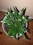 Amazon.com : Janet Craig Dragon Tree - Dracaena fragrans - 4 ...