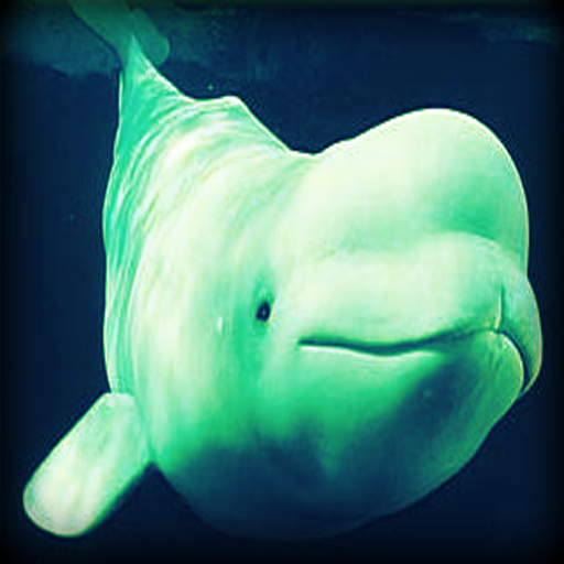 Beluga Whale Sounds:Amazon.com:Appstore for Android