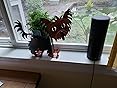 Amazon.com : Georgetown Home and Garden Painted Yorkie Planter - Dog ...