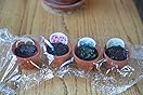 Amazon.com : BUZZY Terracotta Mini Grow Pots | Mini Assorted 12-Pack ...
