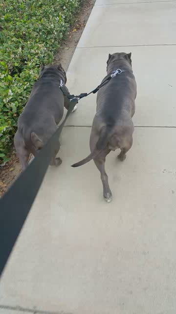 Amazon.com: 2-Way Dual Double Dog leash with Adjustable Coupler/Nylon ...