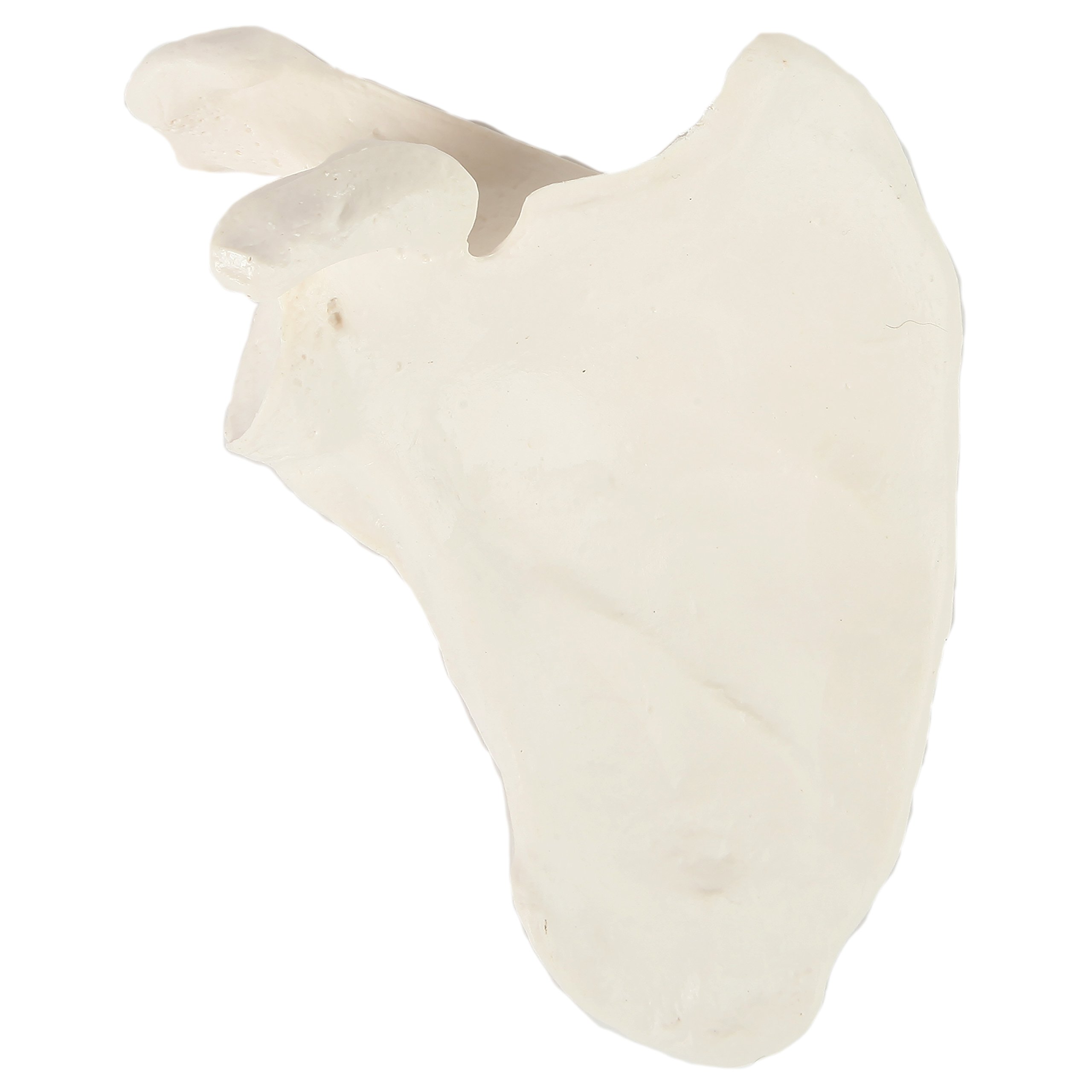 Mua Axis Scientific Shoulder Anatomy Model of Left Scapula Bone ...