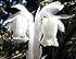 Amazon.com : Best Garden Seeds Real Monotropa Uniflora Indian Pipe ...