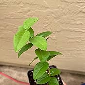 Amazon.com : ~PITANGATUBA~ FRUIT TREE Eugenia selloi neonita STAR ...