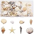 Amazon.com: Julie Wang 1 Box of 200pcs Small Shell Conch Starfish ...