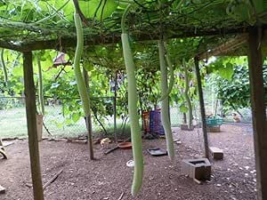 Amazon.com : Italian Cucuzza, Squash, Gourd, Serpente di Sicilia ...