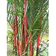 Amazon.com : 50 Costa Rico Red Bamboo Seeds Perennial Ornamental Seed ...