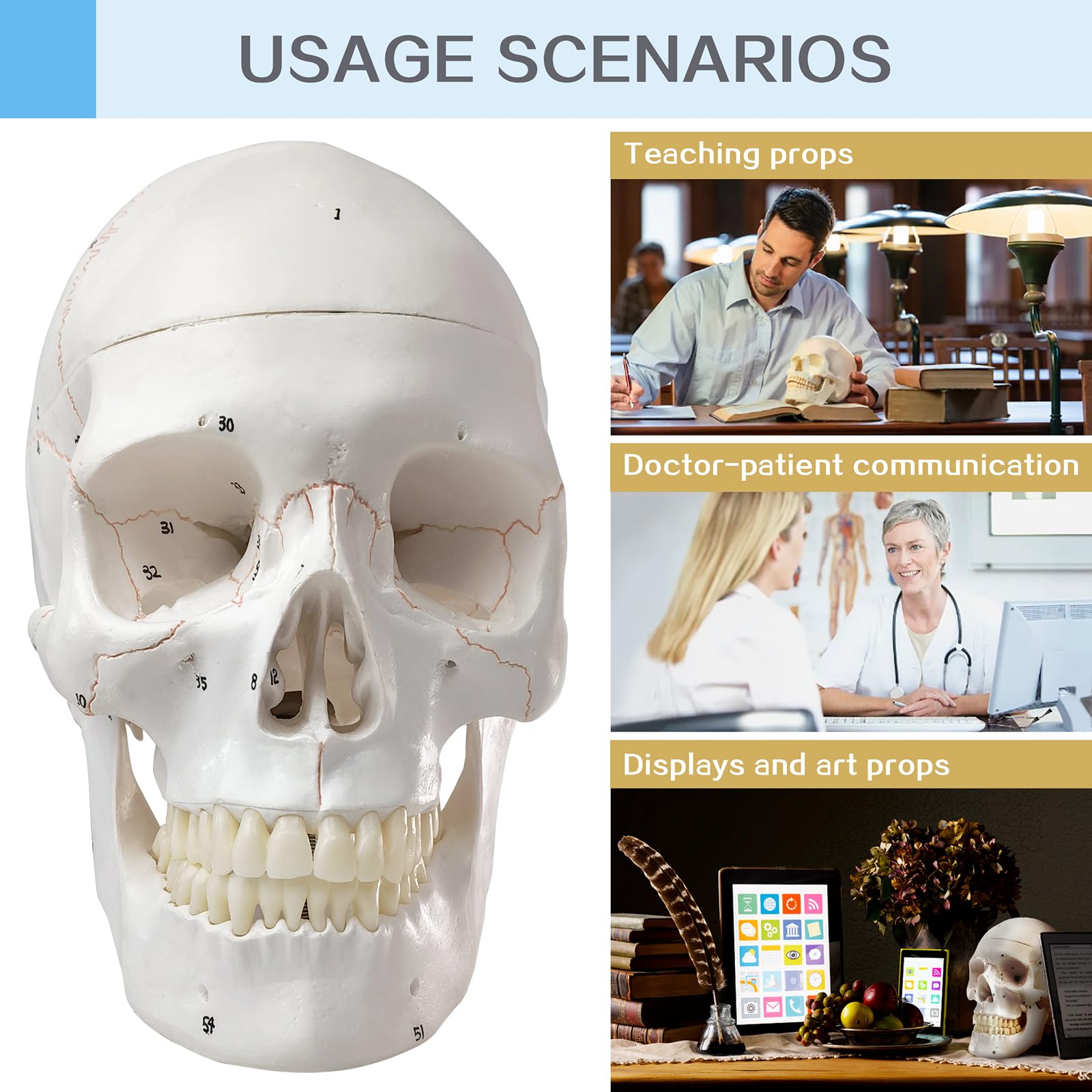 Mua HADWYN Human skull model, with bone sutures, numbers written, human ...