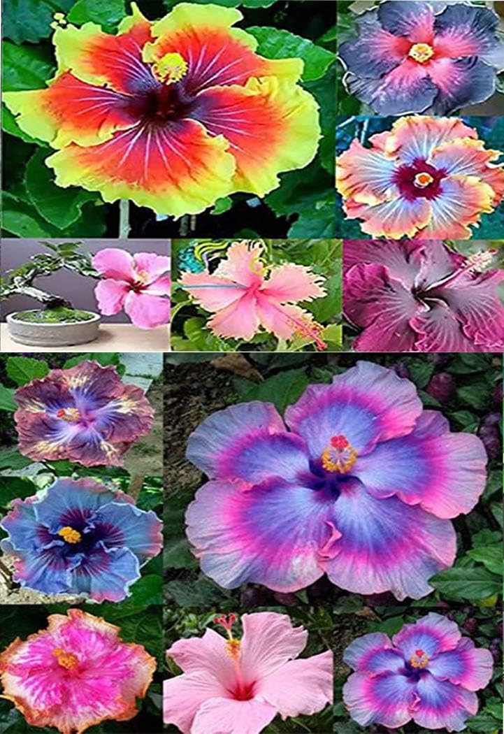 Mixed Hibiscus Flower Seeds Hibiscus Rosa-sinensis Hibiscus Tree Flower ...