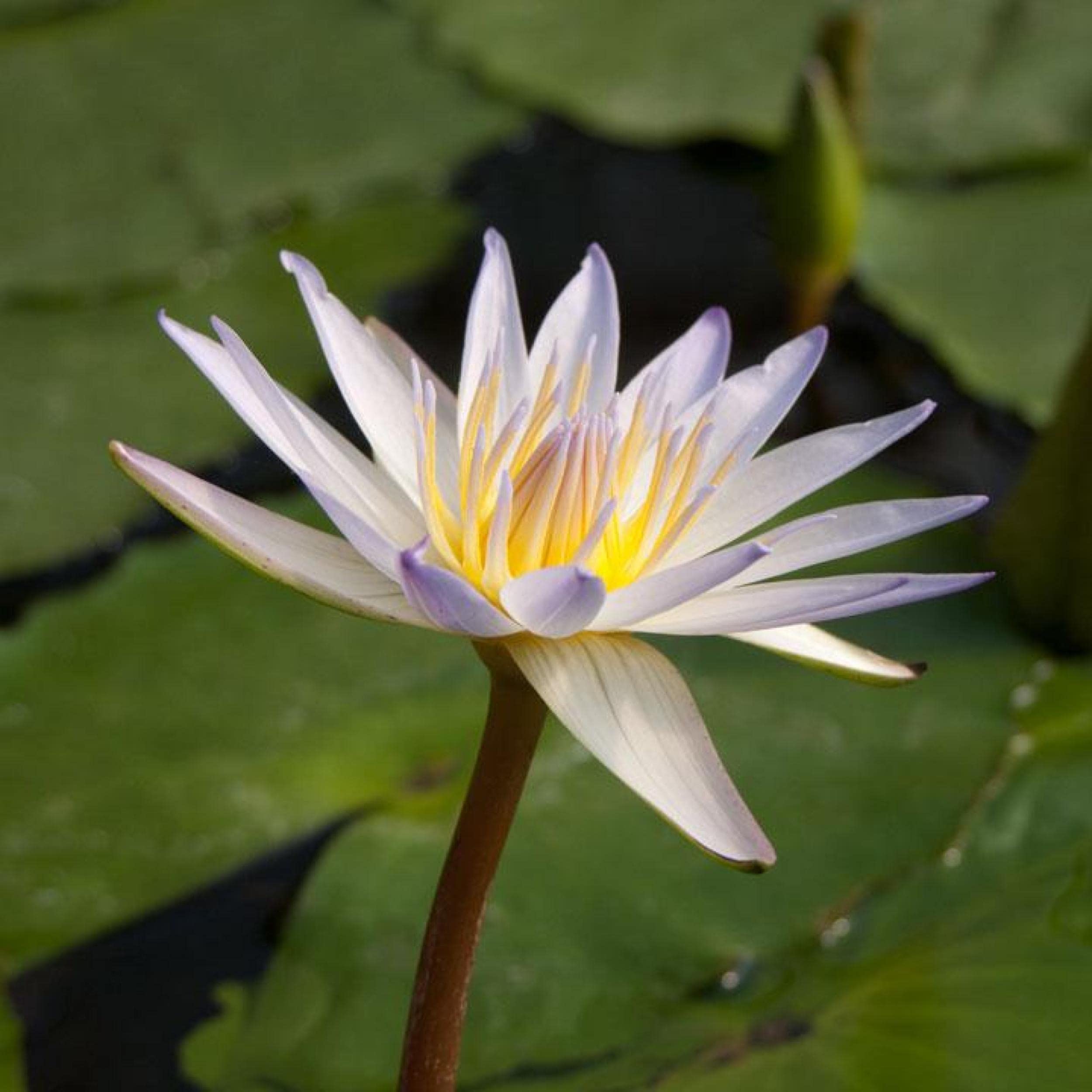 Perry's Almost Black Live Perennial Water Lily Perfect Pond Plant Pre ...