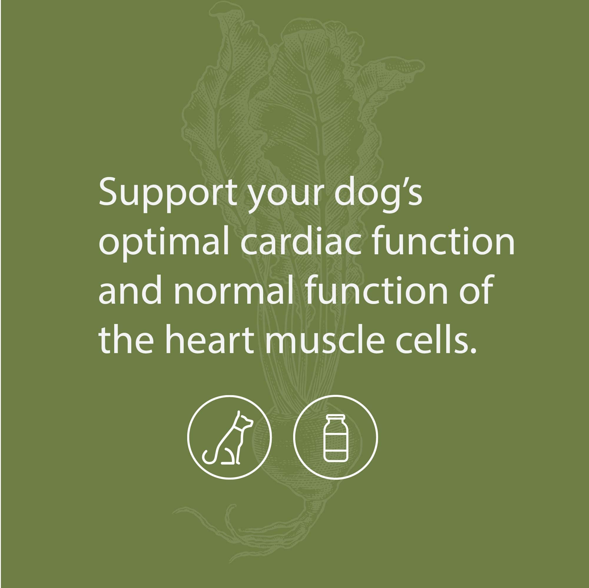 Mua Standard Process - Canine Cardiac Support - Heart Supplement for ...
