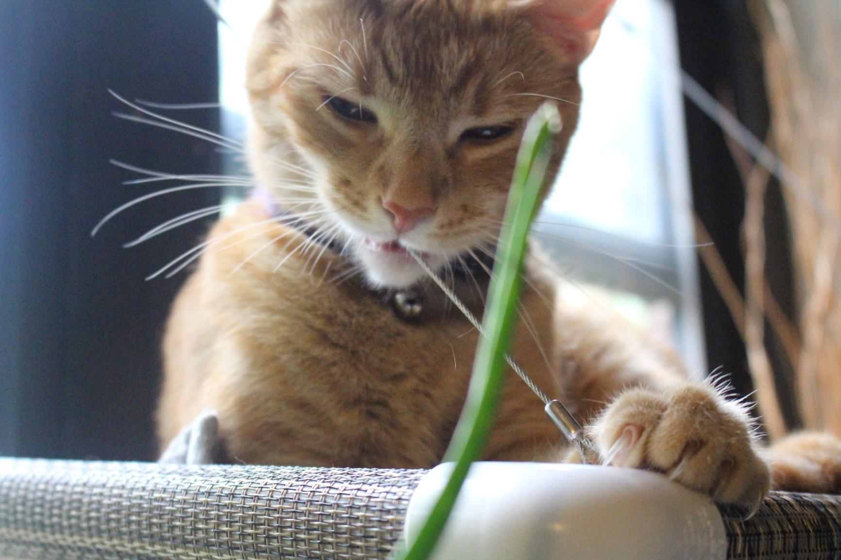 Pictures – Kitty Cot Original™