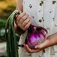 Amazon.com : Red Wethersfield Onion - 50 Seeds - Heirloom & Open ...