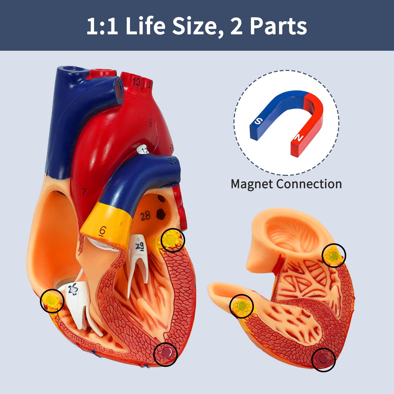 Mua Human Heart Model Cientific Anatomy, 2-Part Life Size Cardiac ...