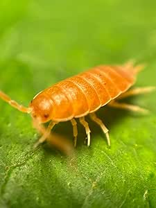 Amazon.com: 10 Live Orange Smoothie Roly Polys! Rolie Polie Isopods by ...