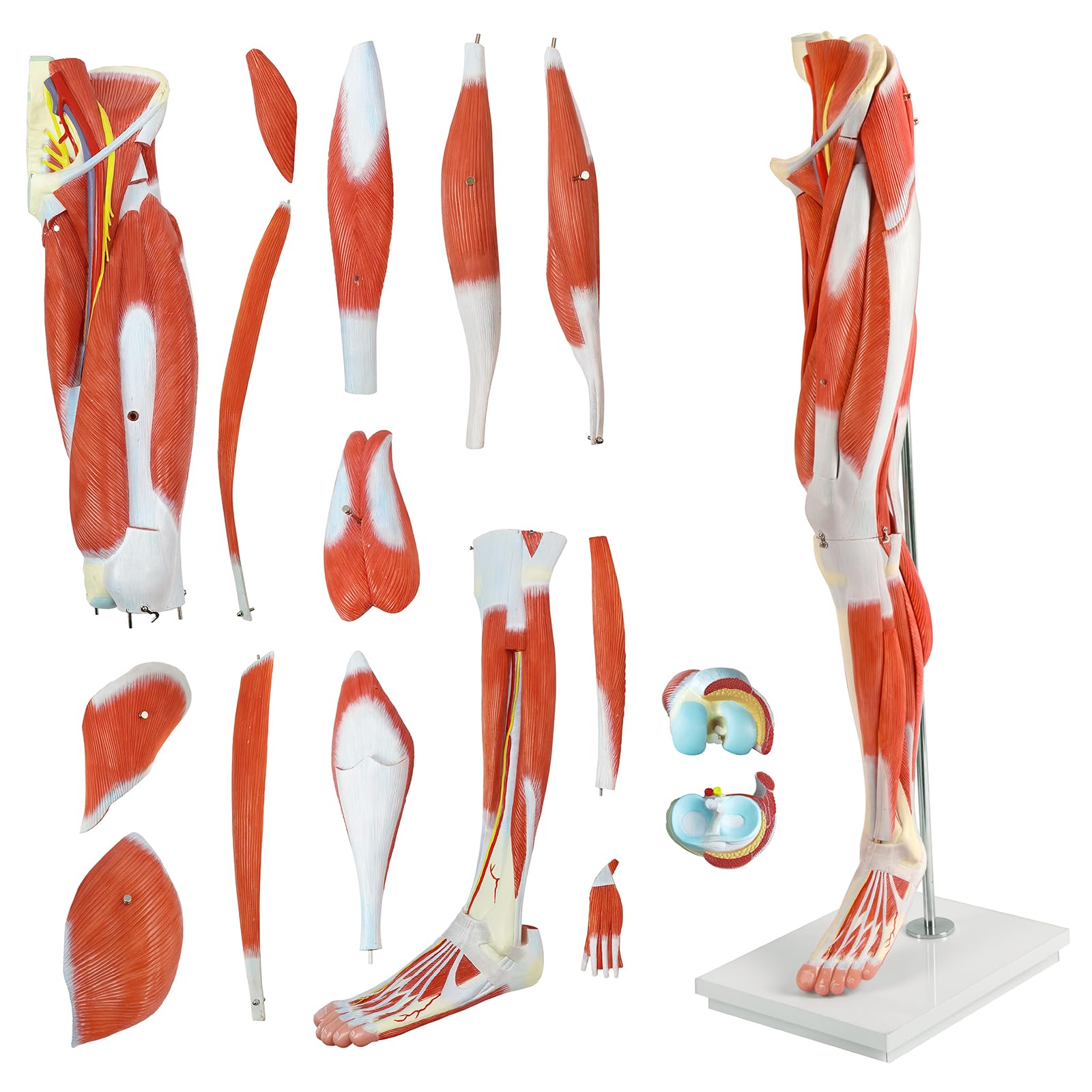 EVOTECH SCIENTIFIC Human Leg Muscles Anatomy Model, Life Size 14 Parts ...