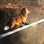 Amazon.com: Safari Ltd. Red Fox Figurine - Detailed 3.5" Plastic Model ...