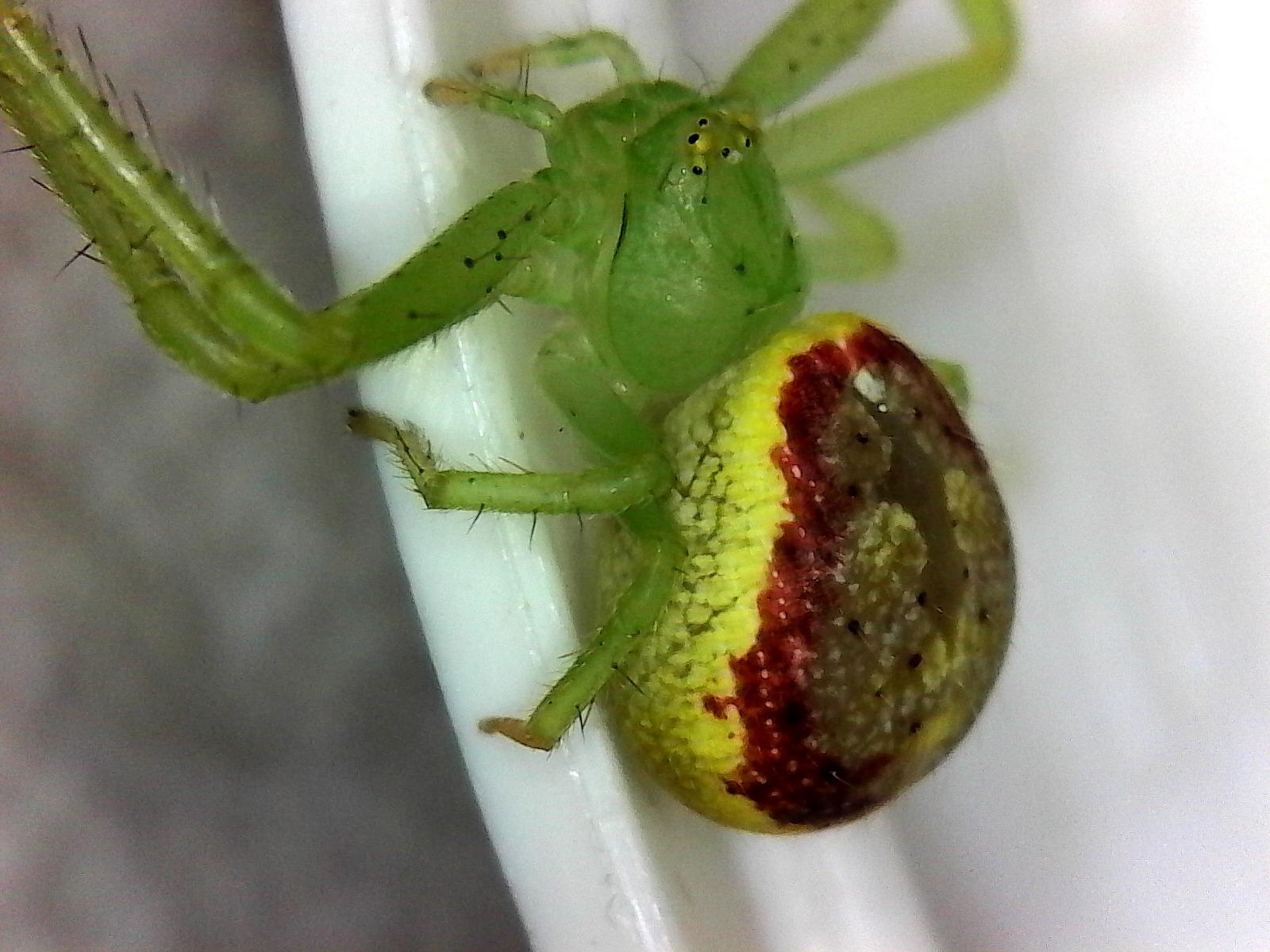 $8/mo - Finance Carson eFlex 75x/300x Effective Magnification (Based on ...