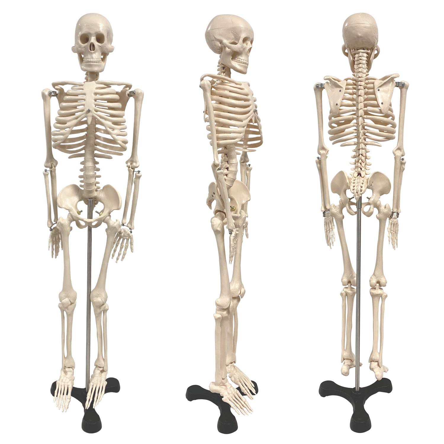 Buy Human Skeleton Model for Anatomy |Human Skeleton Model with Metal ...