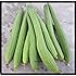 Amazon.com : (100) Hairy Gourd seeds, Winter Melon, fuzzy chinese ...