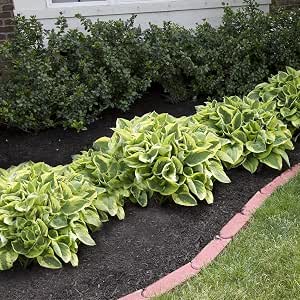 Amazon.com : Mixed Heart-Shaped Hosta Bare Roots - Rich Green Foliage ...