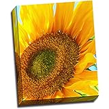 Amazon.com: Vincent Van Gogh Sunflowers Floral Wall Picture Framed Art ...