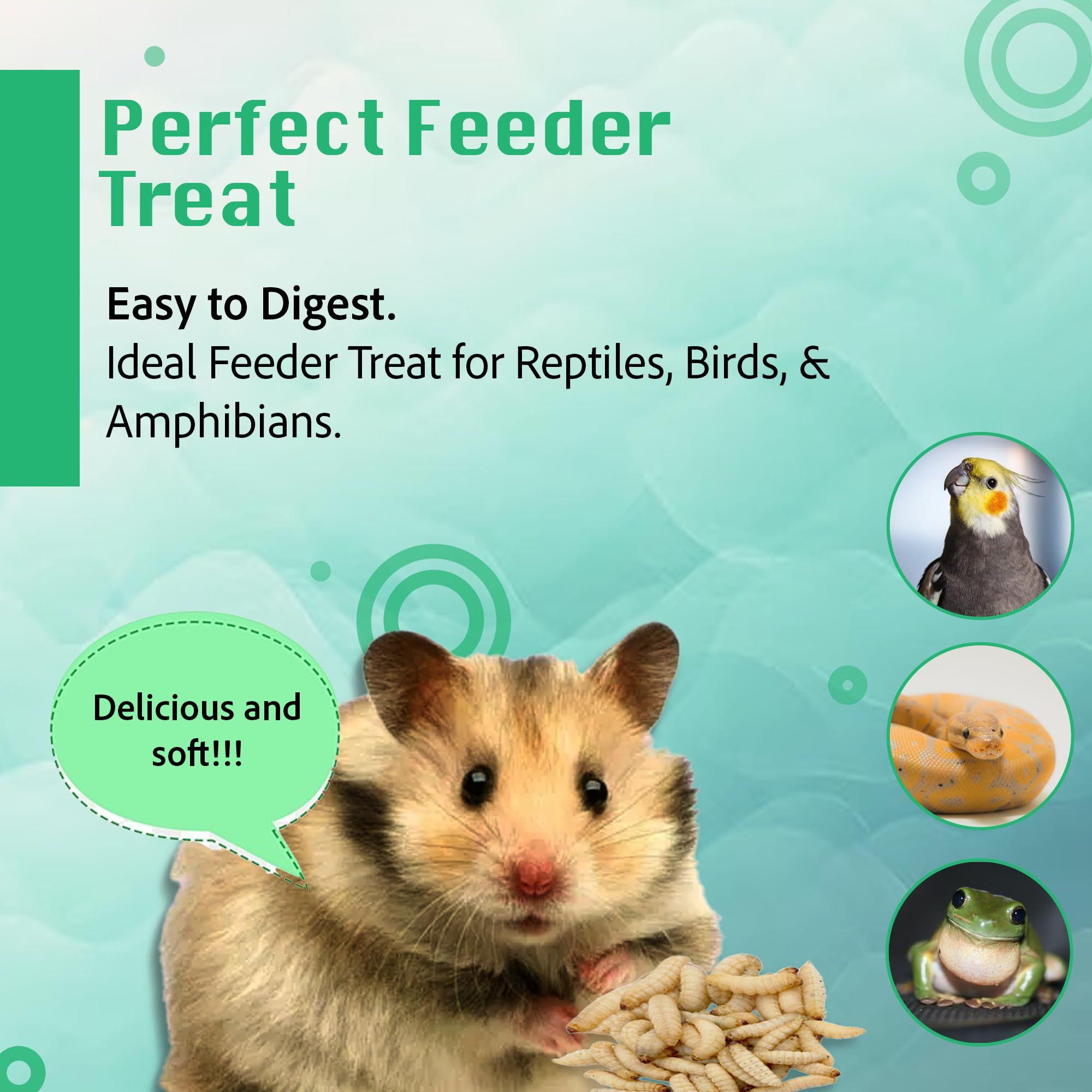 Best Bait Live Waxworms For Reptiles, Birds, And Fishing Bait. High ...