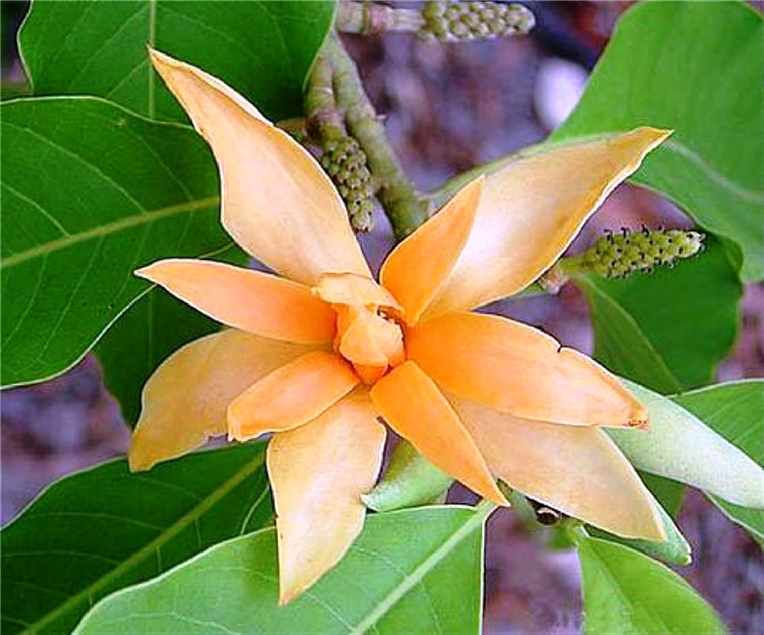 Seed Stores: 6 Seeds Of Rare & Precious Magnolia/Michelia Champaca ...